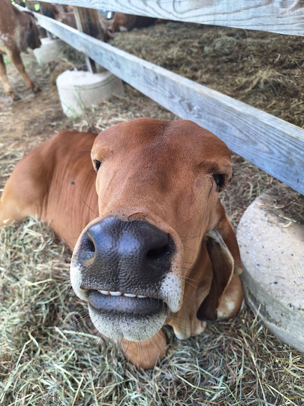 How to visit the cows